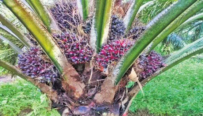 ఎకరాకు 1.20 లక్షల రుణం-Namasthe Telangana