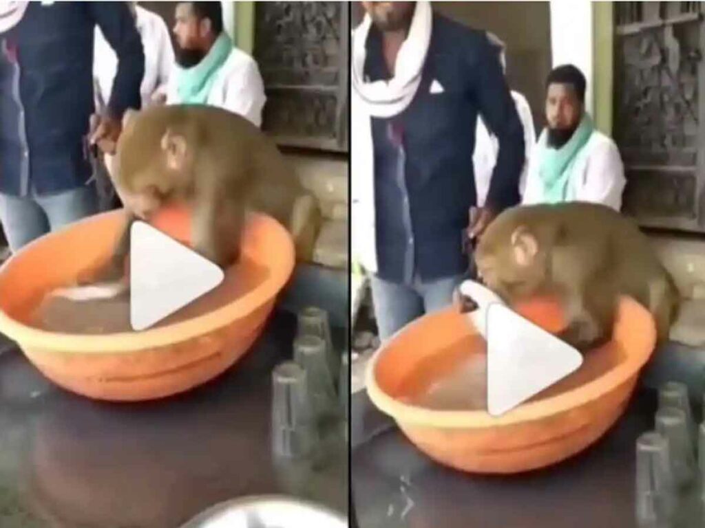 వీడియో: టీస్టాల్‌ వద్ద టీ గ్లాసులు, సాసర్లు కడుగుతున్న కోతి-Namasthe ...