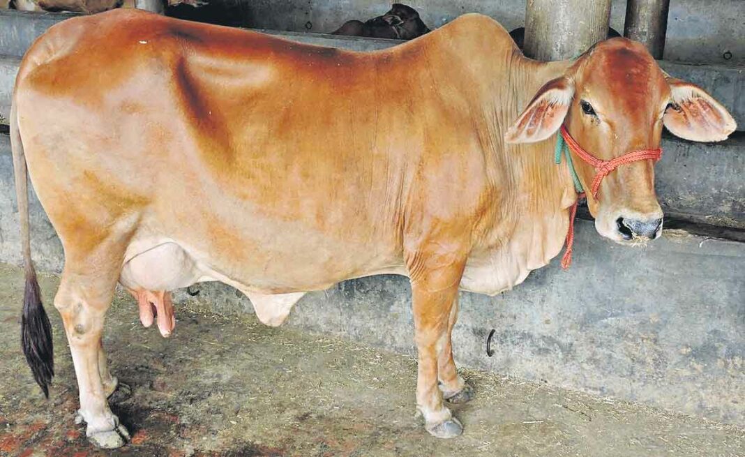 ఆవు ఆక్సిజన్‌ ఇస్తుంది!-Namasthe Telangana