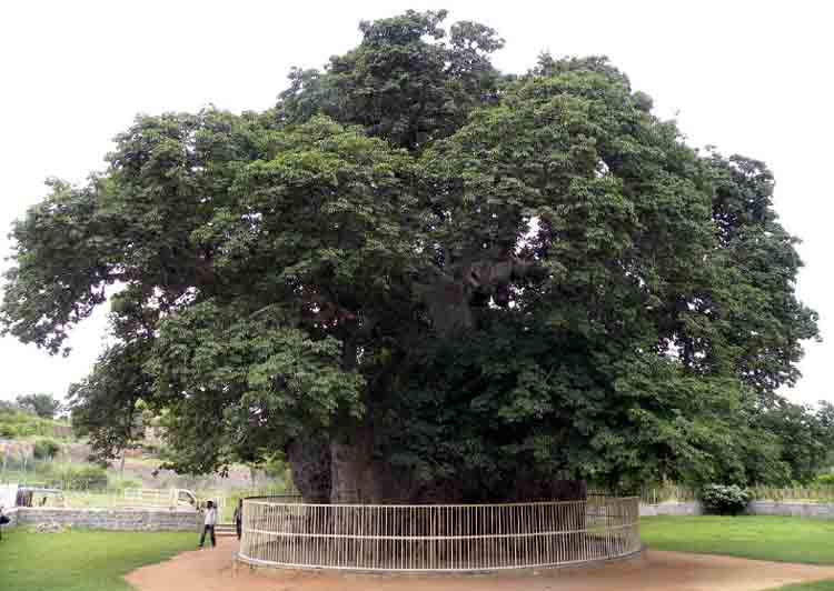 Baobab Trees | నాగార్జున ద‌త్త‌త తీసుకున్న అడ‌విలోని ఈ చెట్ల గురించి ...