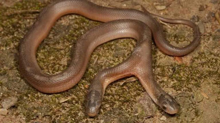 Viral Pics: అరుదైన‌ రెండు త‌ల‌ల‌పాము ఫొటోలు వైర‌ల్‌..ఎక్క‌డ క ...