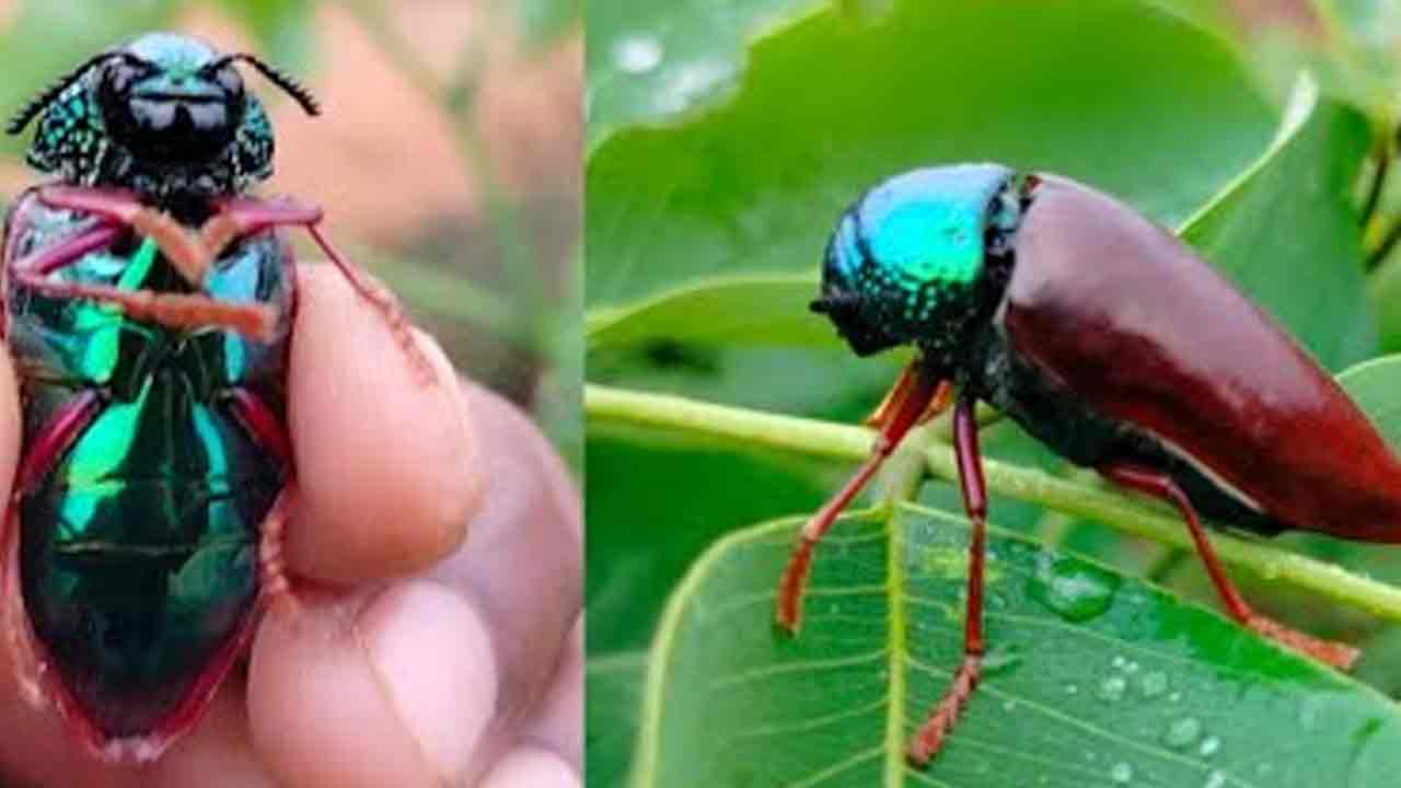 Bangaru Purugu | ‘బింగ‌న్న‌’లు బంగార‌మాయే.. అంత‌రిస్తున్న అరుదైన పురుగు ...