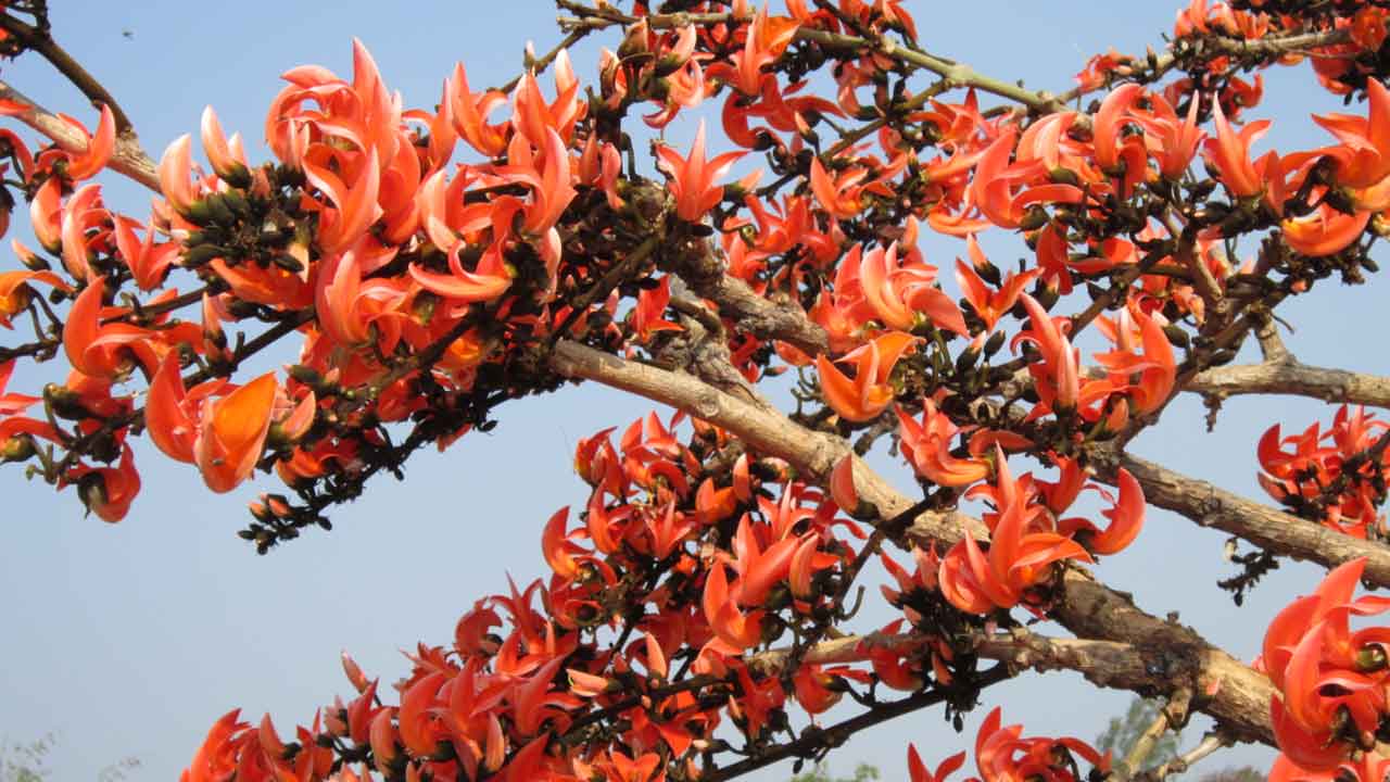 Modhuga poolu | మోదుగ పూల సోయగం.. కనువిందుగా..!-Namasthe Telangana