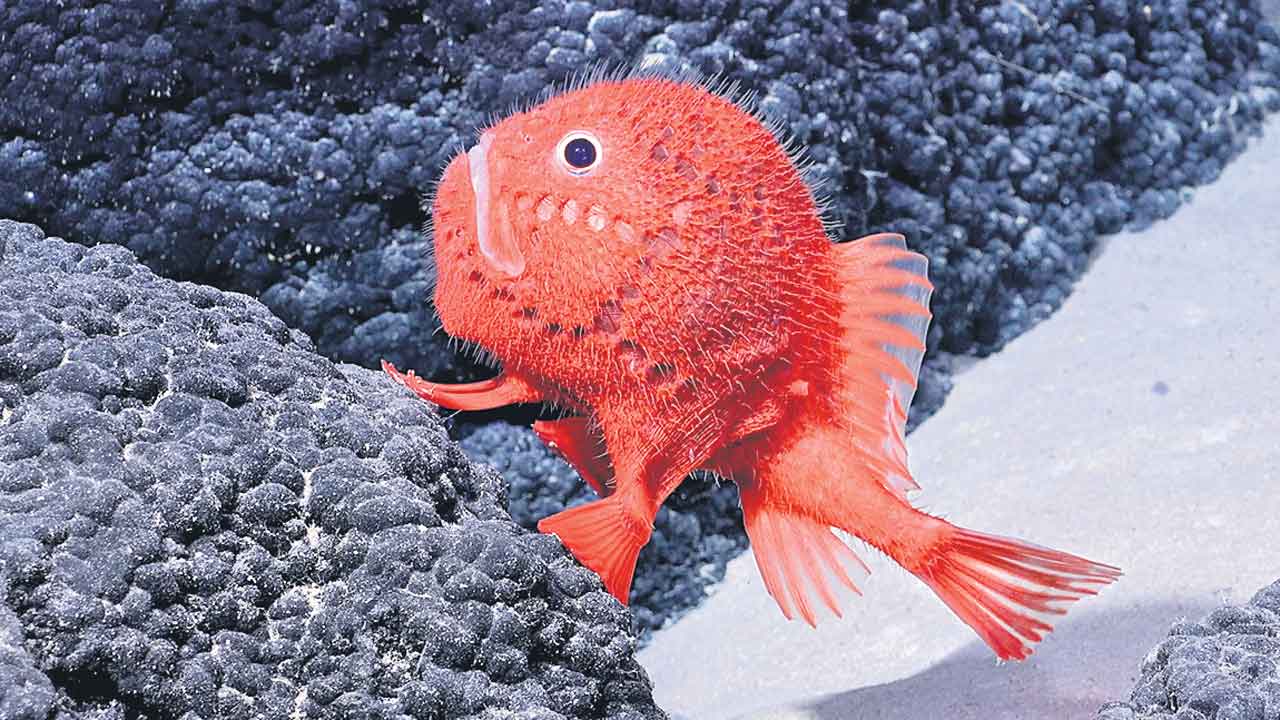 Walking Fish | రెండు చేతులతో నడుస్తున్న చేప.. ఎక్కడ ఉందంటే?-Namasthe ...