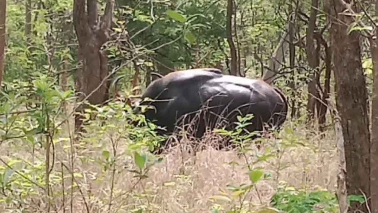 Wild Bison | 150 ఏండ్ల తర్వాత నల్లమలలో అడవి దున్న..!-Namasthe Telangana