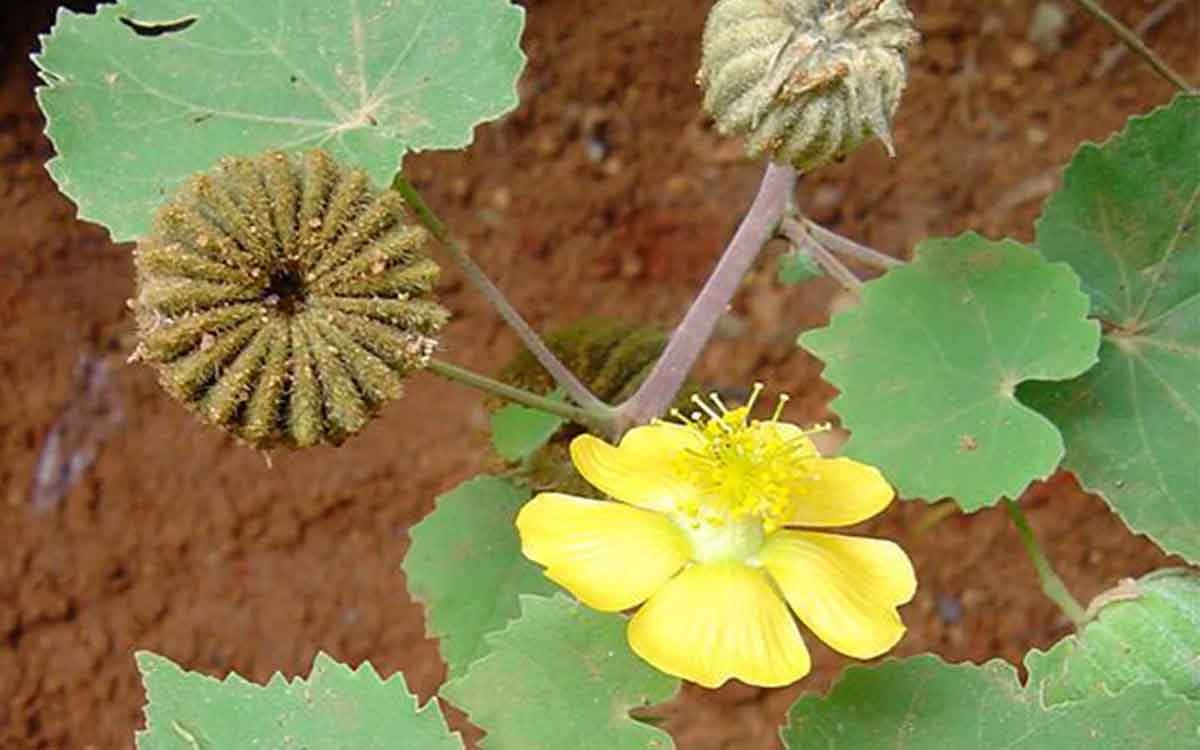 Atibala Plant Benefits | మ‌న చుట్టూ ప‌రిస‌రాల్లో పెరిగే మొక్క ఇది.. క ...