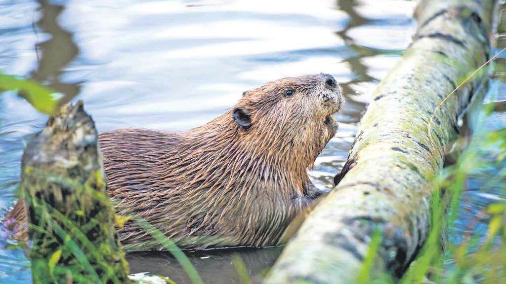 Rats | ఈ ఎలుకలు డ్యామ్‌ కట్టేస్తాయి!-Namasthe Telangana