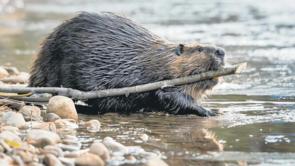 Rats | ఈ ఎలుకలు డ్యామ్‌ కట్టేస్తాయి!-Namasthe Telangana