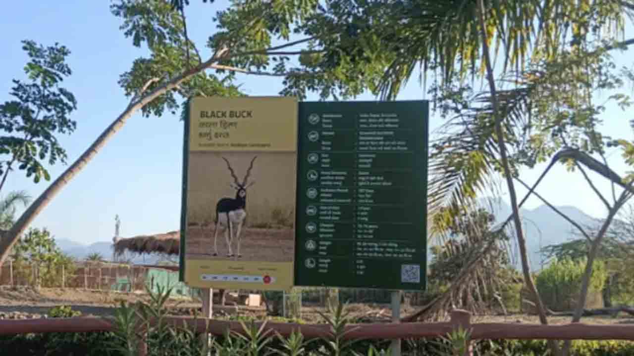 Blackbuck Deer | కృష్ణ జింకను చంపిన చిరుత.. షాక్‌తో మరో ఏడు జింకలు మృతి ...